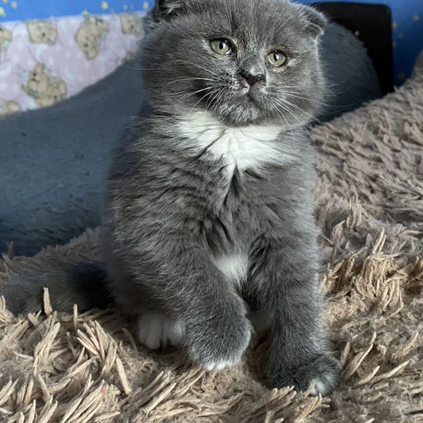 Шотландский вислоухий короткошёрстный котёнок