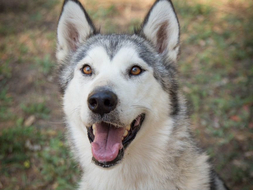 Собака в добрые руки бесплатно