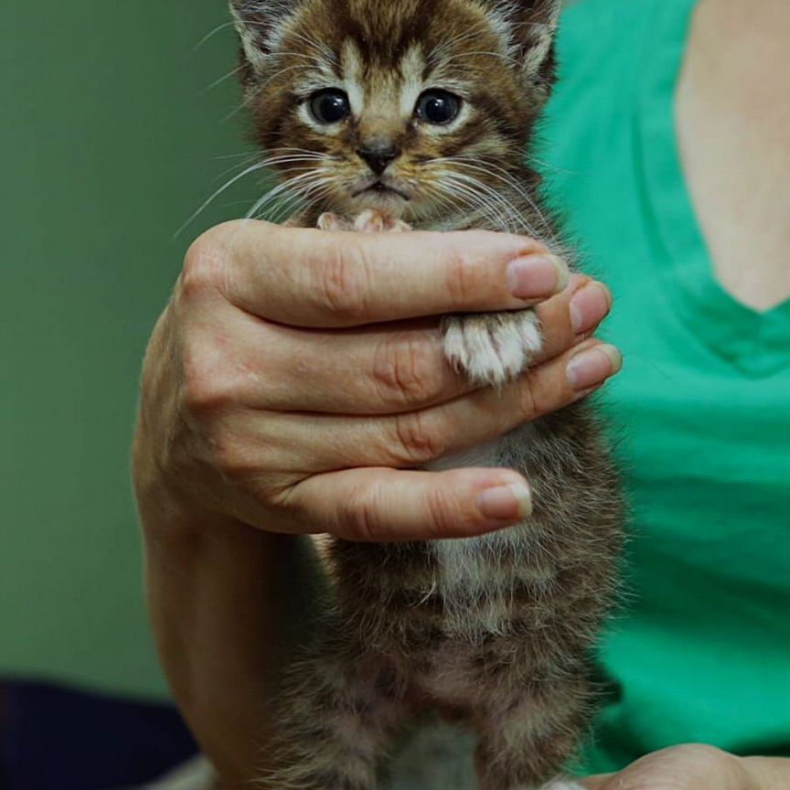 Тигруля ищет дом