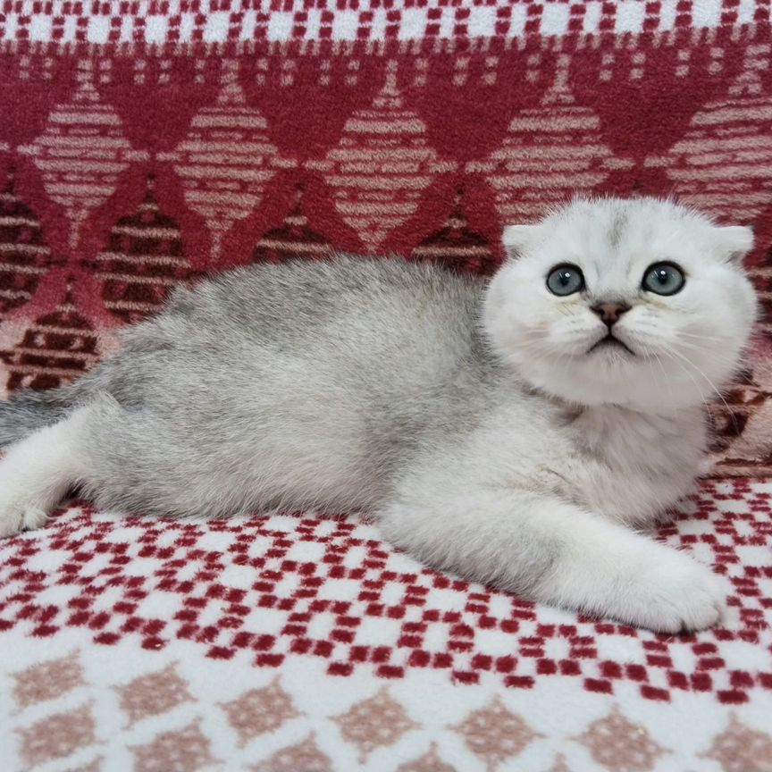 Шотландская вислоухая шиншилла