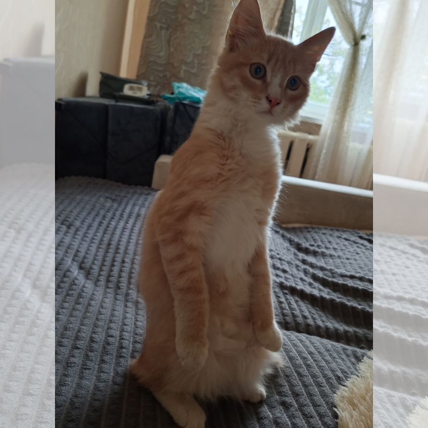 Отдам в добрые руки