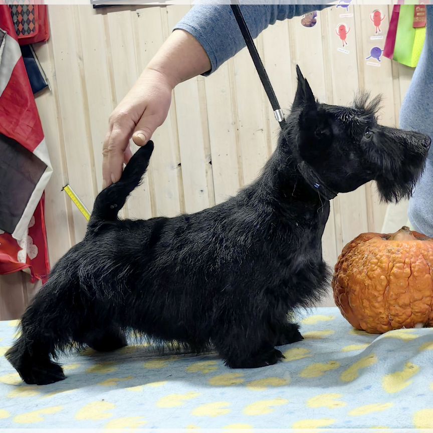 Щенки скотч терьера