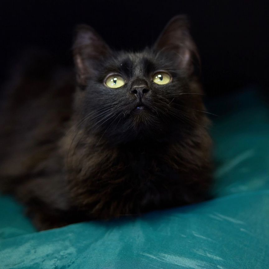 Котёнок Чернослив ищет дом