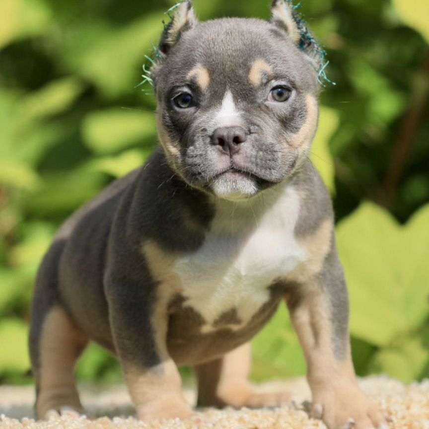 Американский булли, щенок