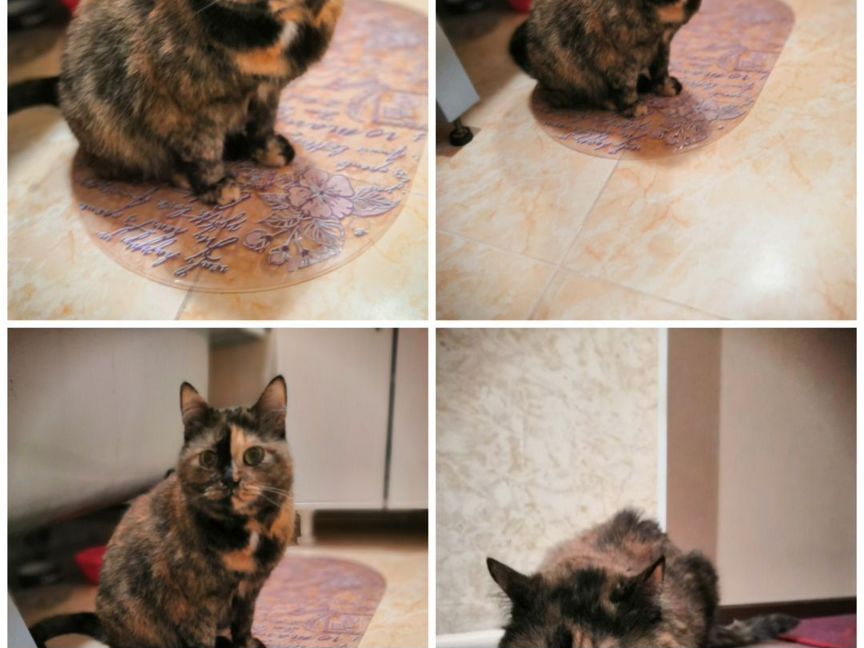 Кошечка в уютный дом
