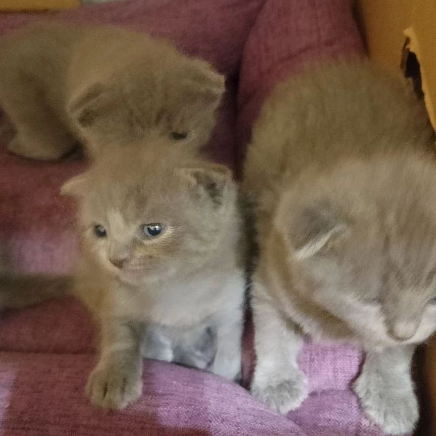 Британский короткошёрстный котёнок