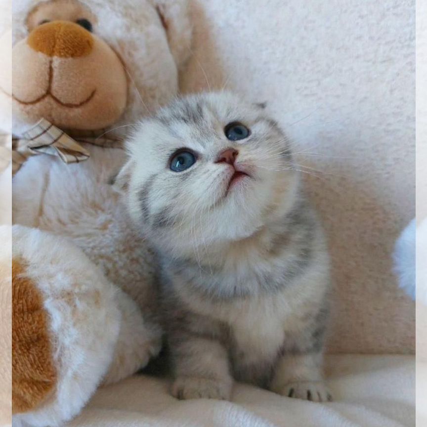 Шотландские вислоухие котята