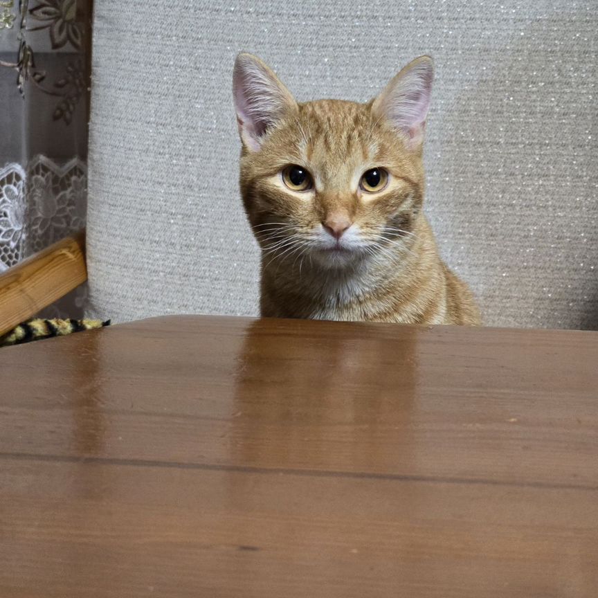 Котик Ищем