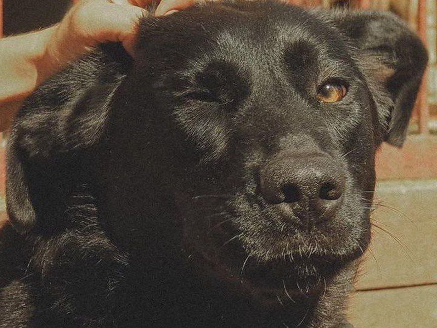 Красивые молодые собаки