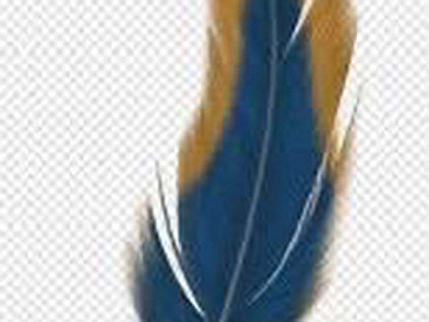 Перья птичьи