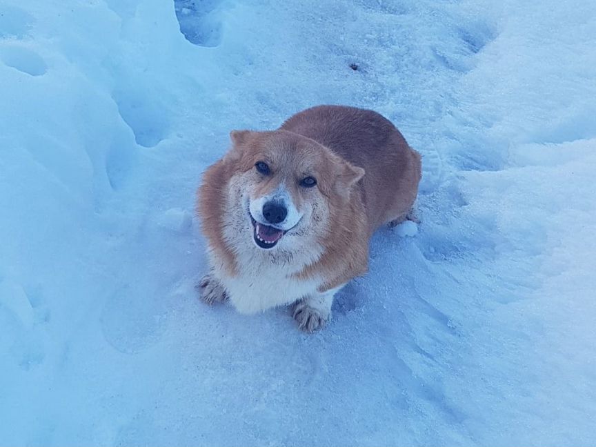 Вельш-корги пемброк