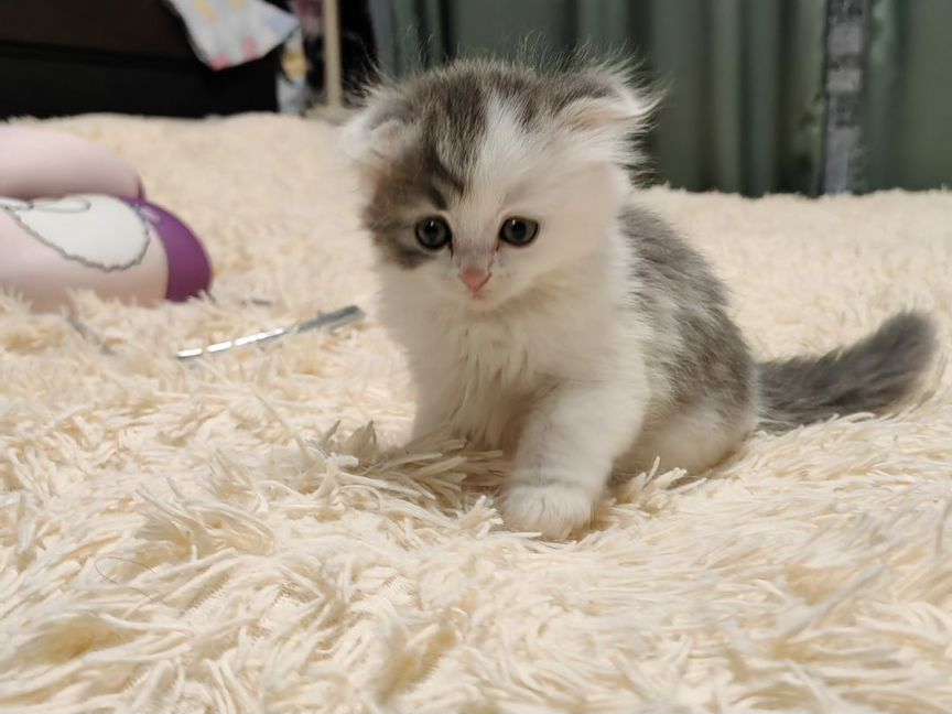 Кошка
