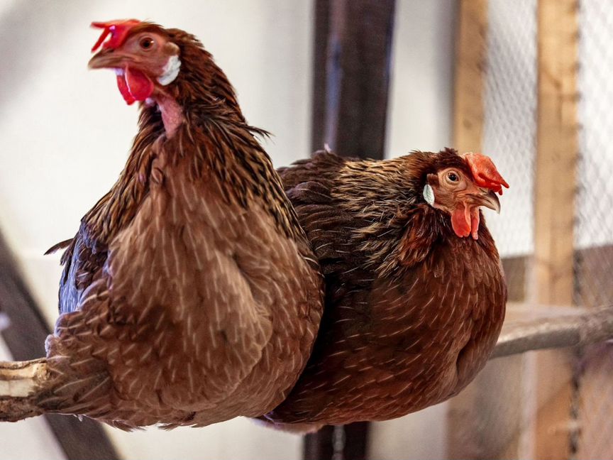 Куры молодки несушки