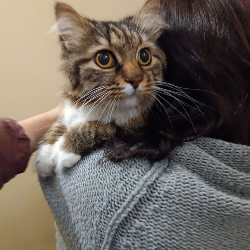 Найден кот домашний