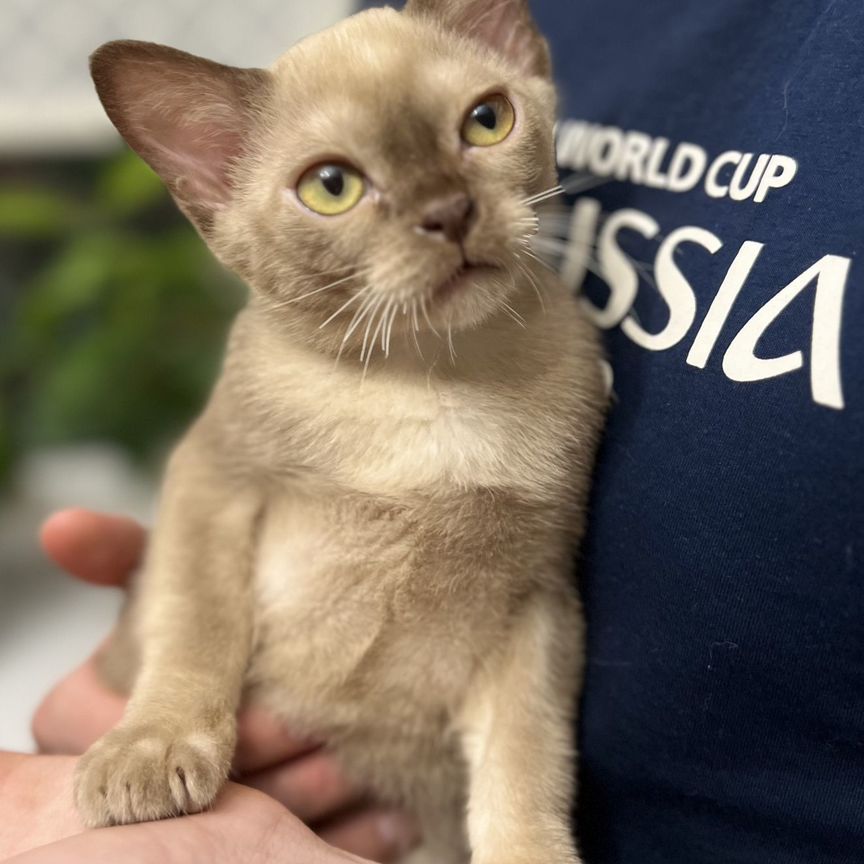 Бирманский котенок