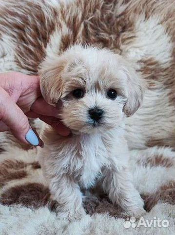 Мальтипу щенки ф1