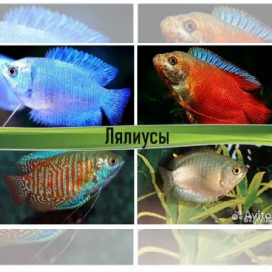 Аквариумные рыбки лялиусы в ассортименте магазина