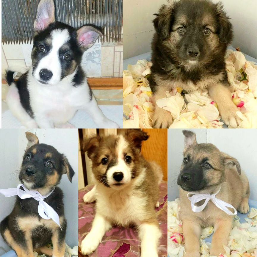 Щенок в добрые руки