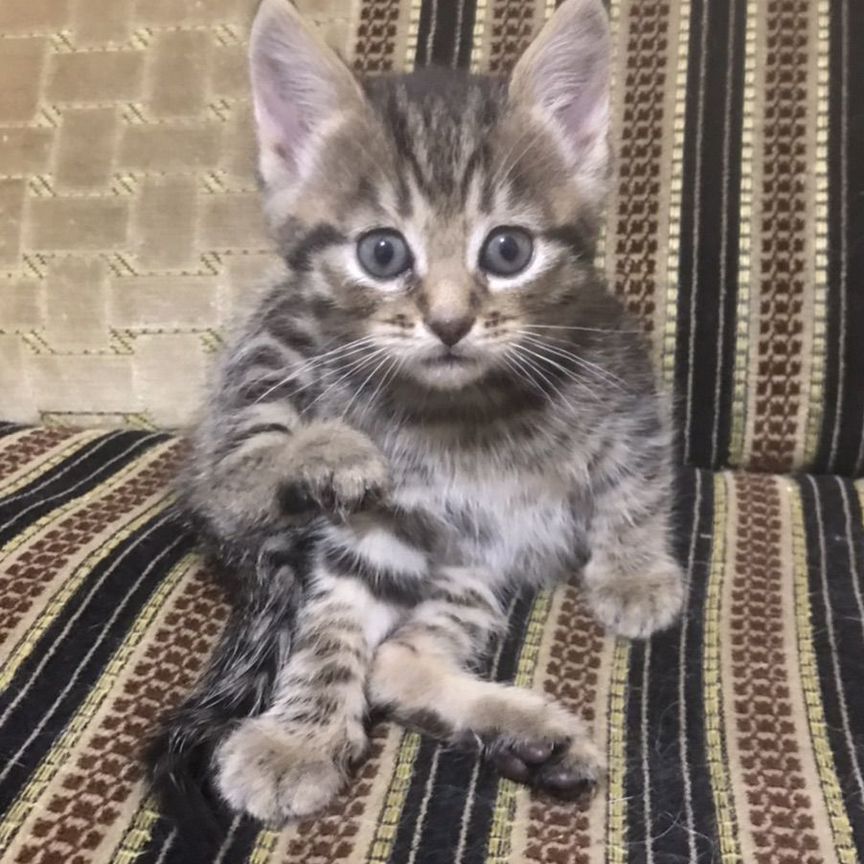 Отдам кота в добрые руки