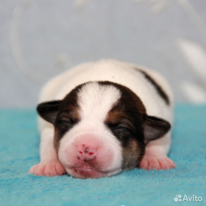 Щенок джек-рассел-терьера Земляничка