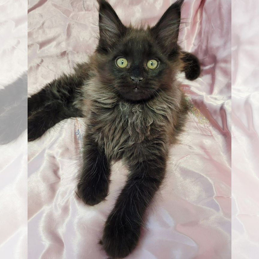 Мейн-кун котёнок