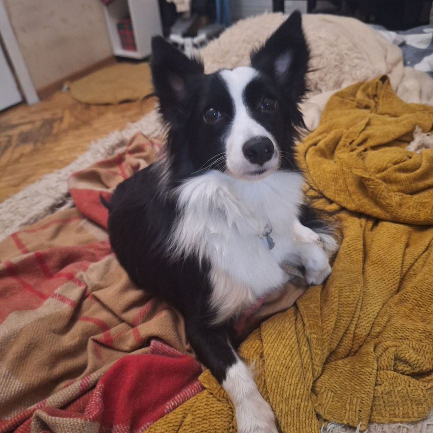 Взрослая собака в добрые руки