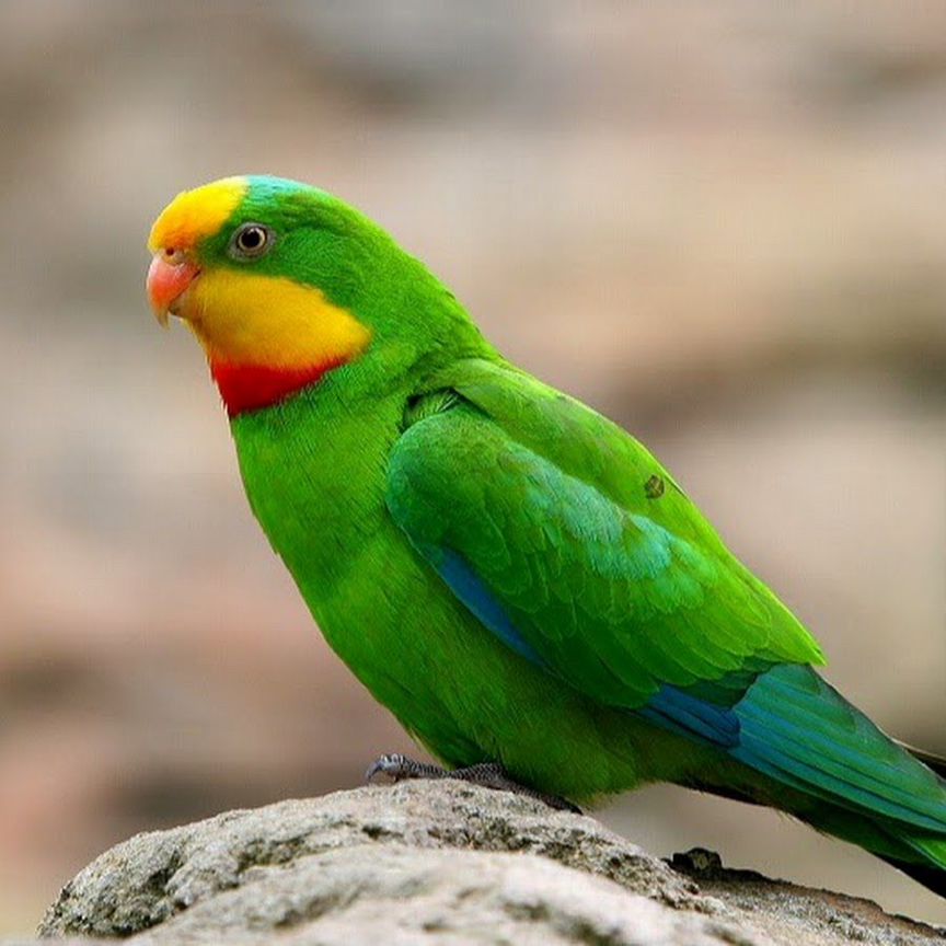 Большой Попугай Барабандовый