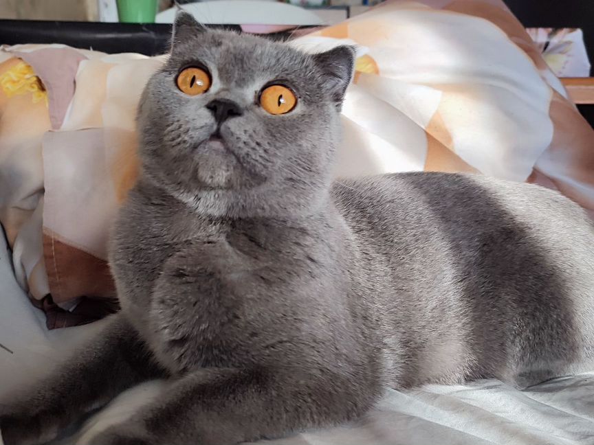 Шотландская вислоухая кошка голубая