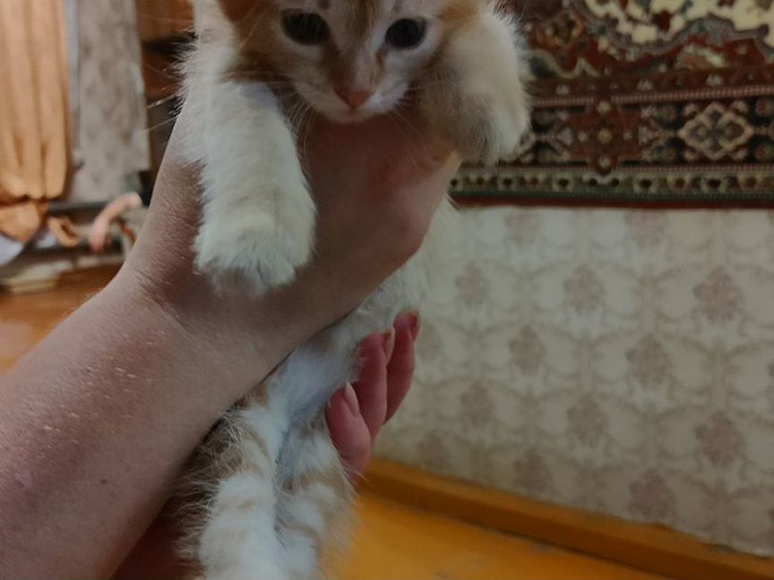 Рыжая кошечка, котенок