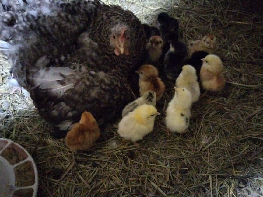 Квочка с цыплятами