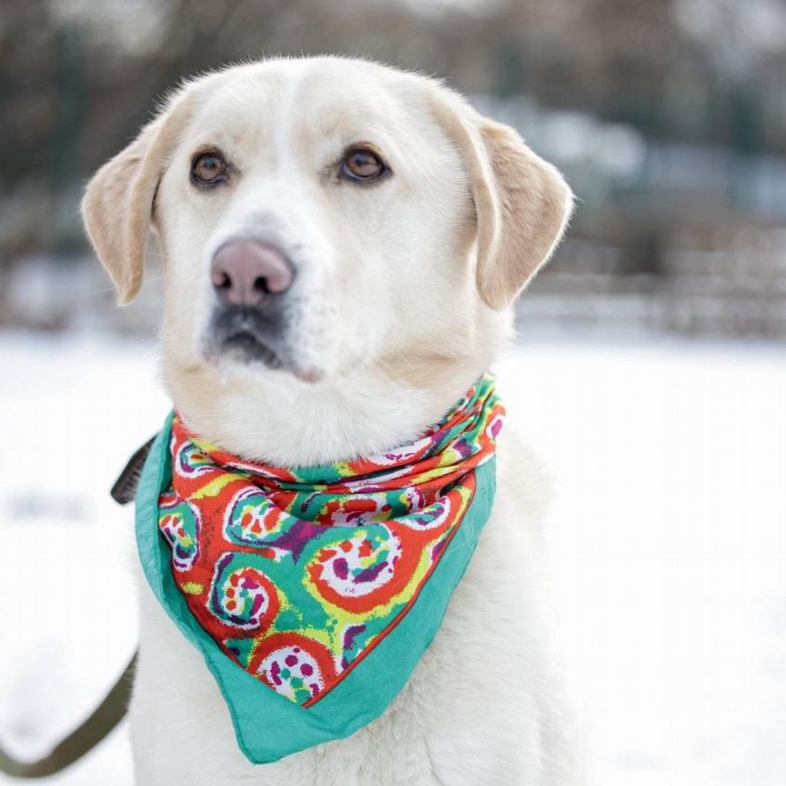 Взрослая собака в добрые руки
