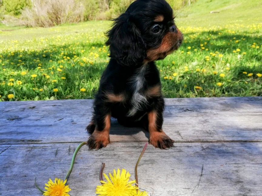 Малышка белла