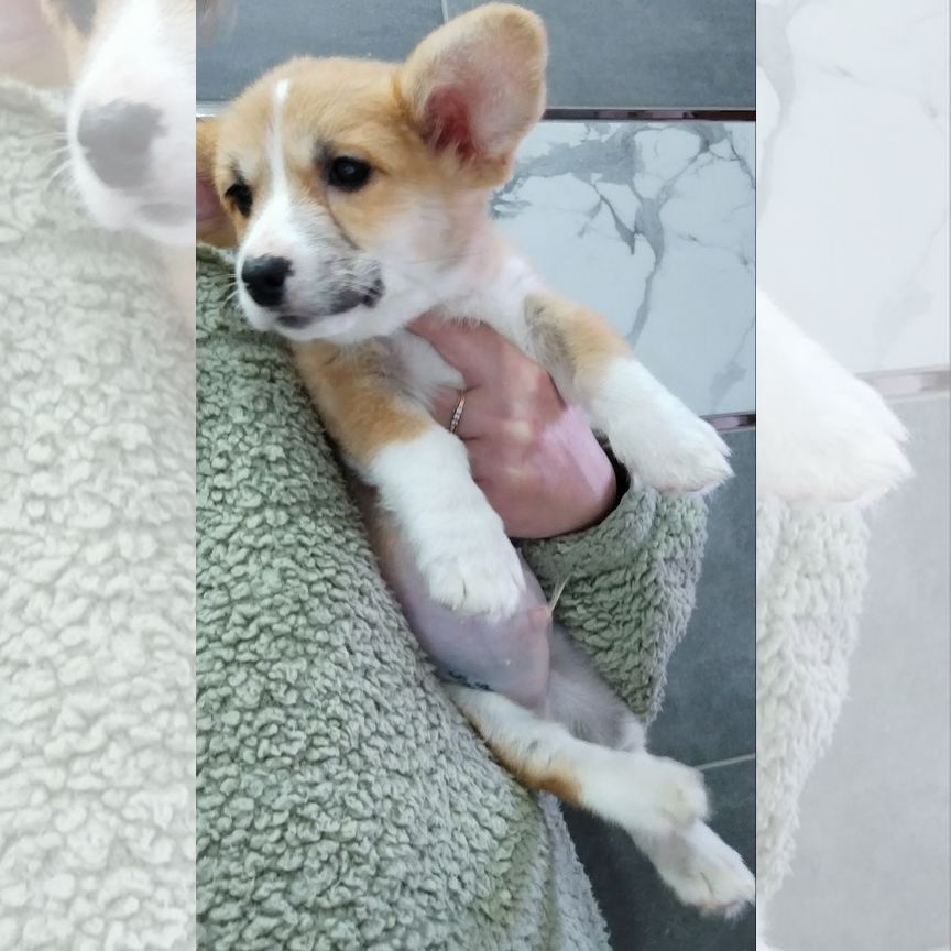 Вельш Корги Пемброк, щенок