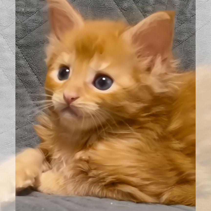 Мейн-кун котёнок