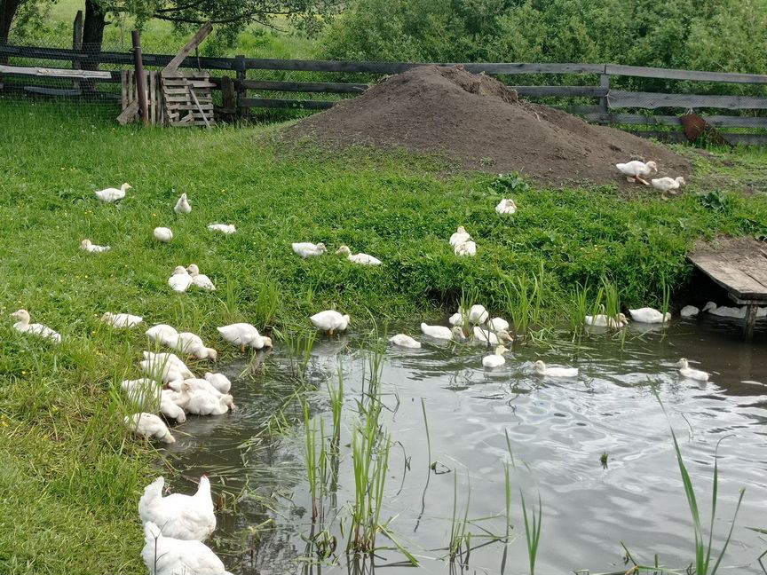 Муларды подрощенные