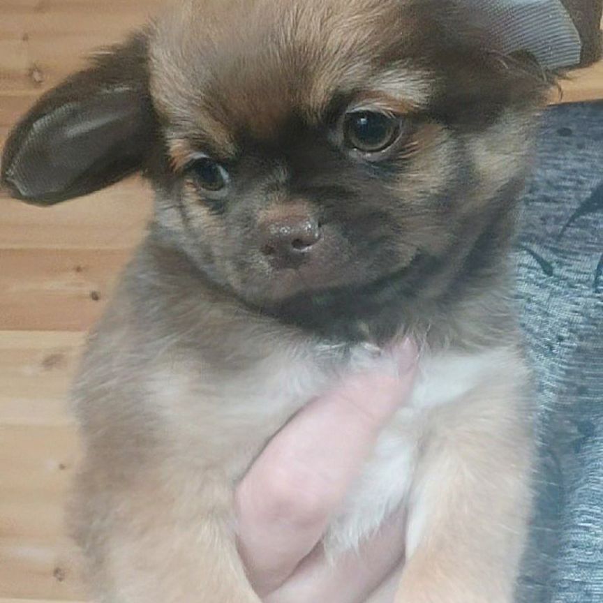 Девочка Чихуахуа