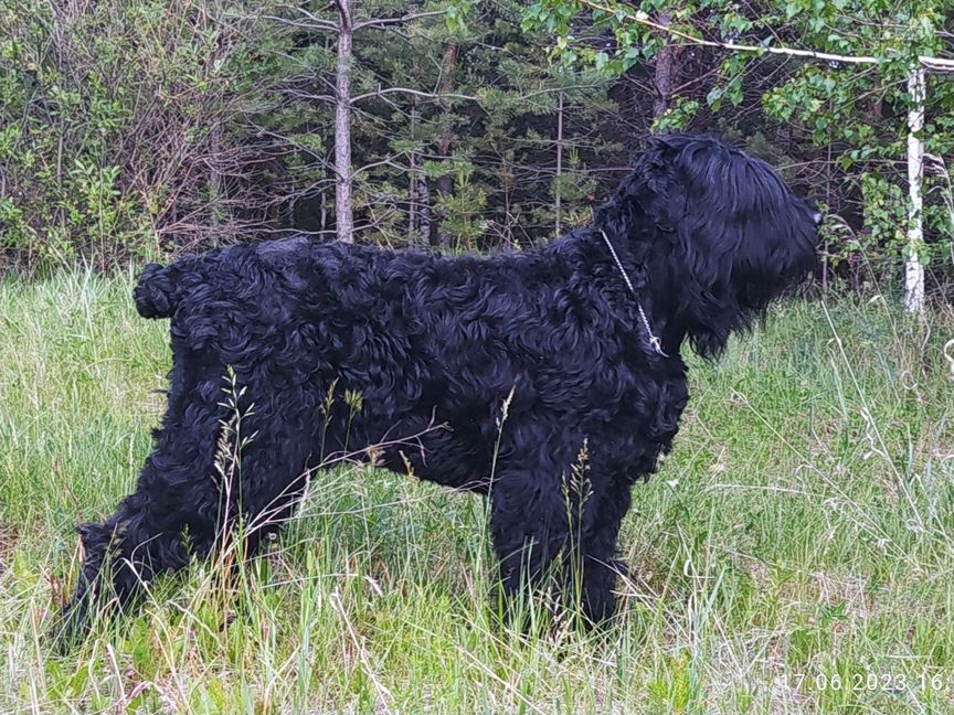 Предлагается для вязки кобель рчт