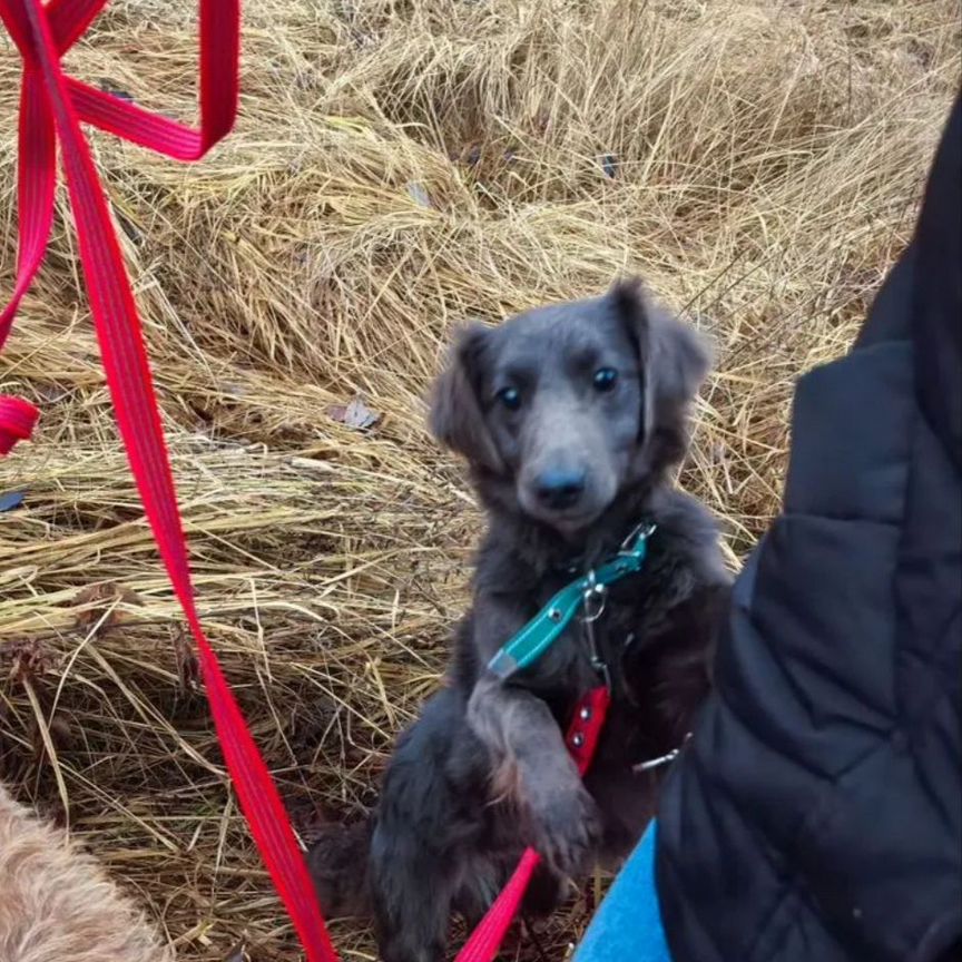 Взрослая собака в добрые руки