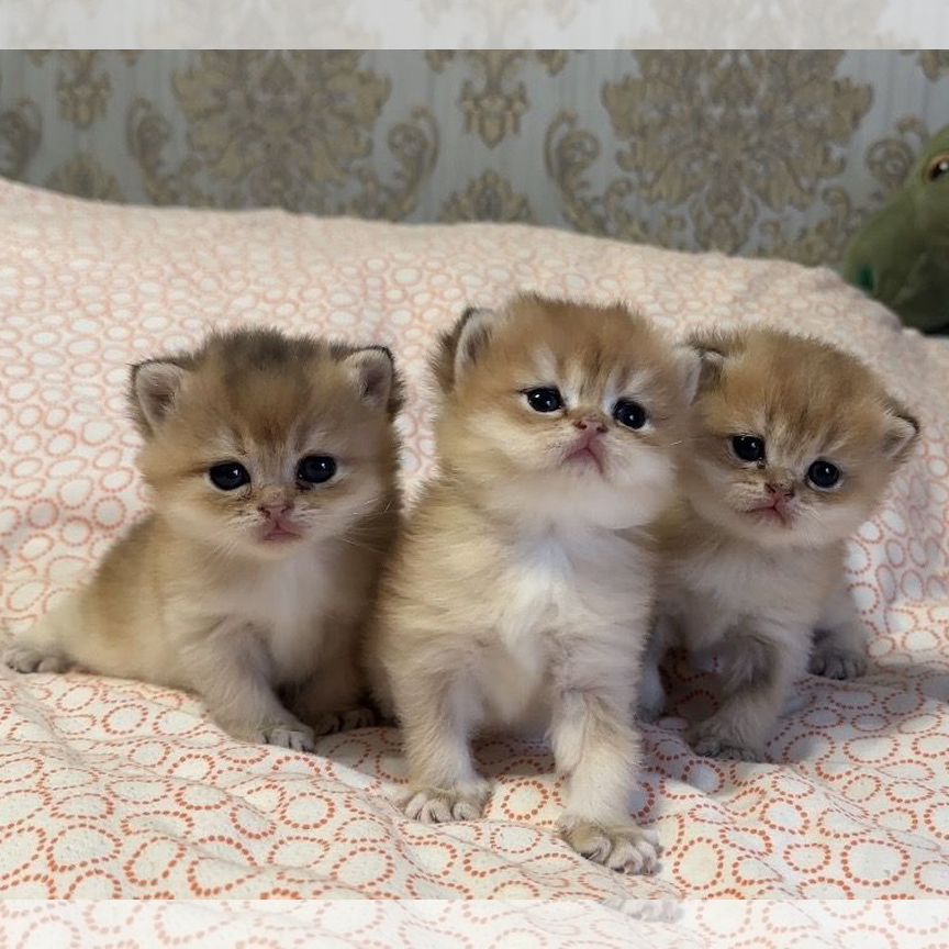 Британский короткошёрстный котёнок