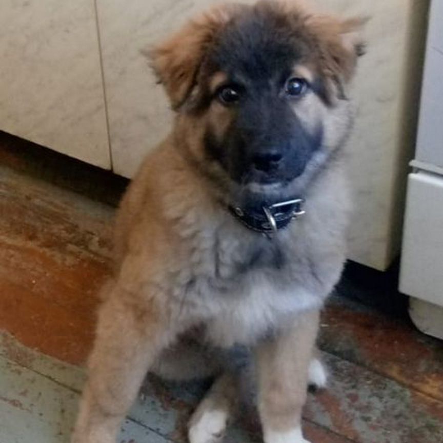 Отдадим в добрые руки мальчика красавчика