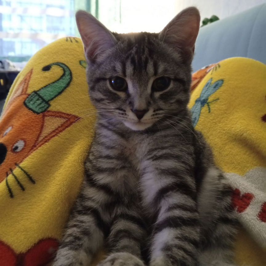 Шотландский кот