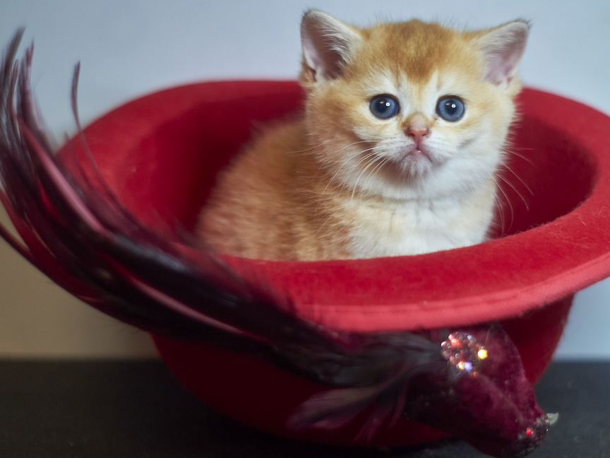 Шотландские котята акита