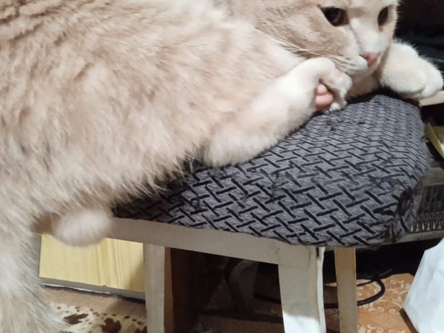 Шотландский кот на вязку