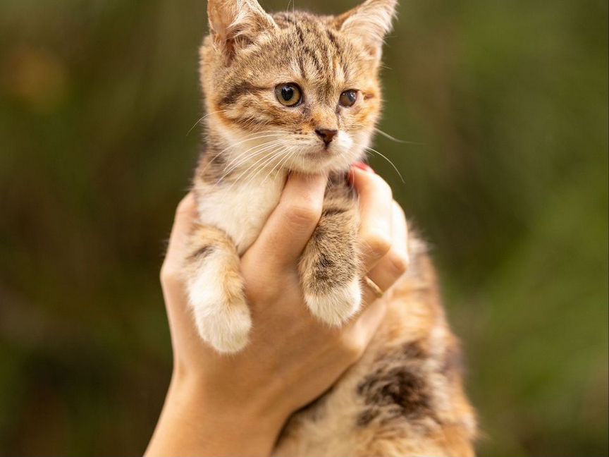Красивый котенок ищет дом