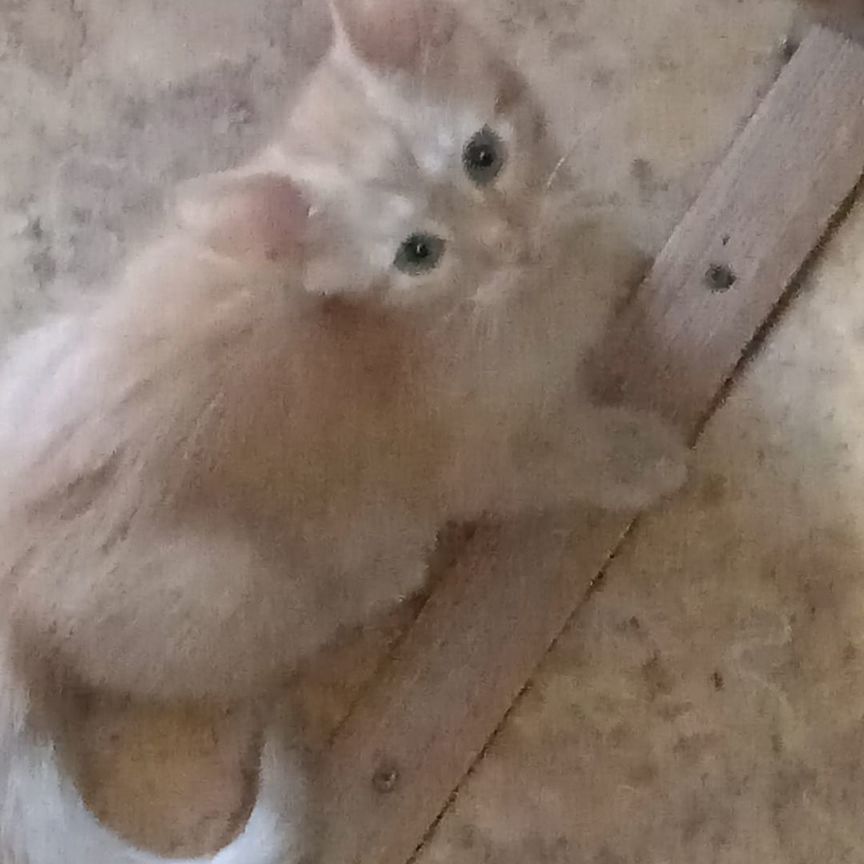 Котята в добрые руки бесплатно