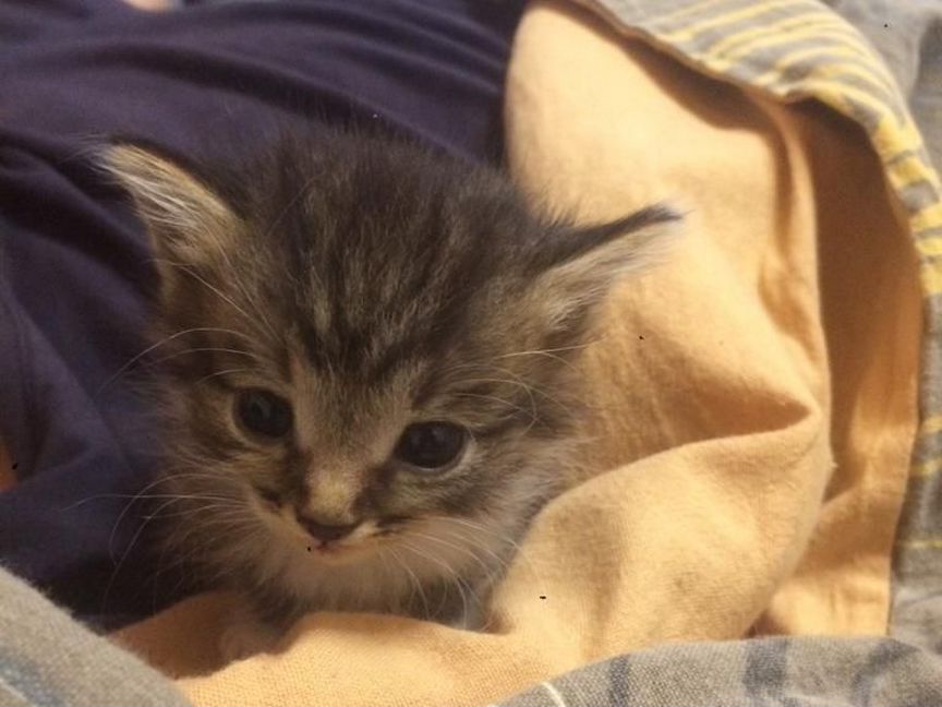 Котята в добрые руки 1 месяц