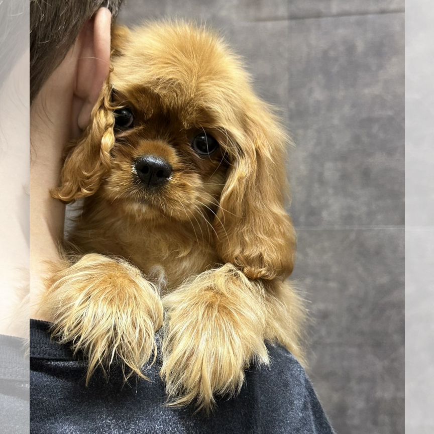 Кавалер кинг-чарльз-спаниель, щенок