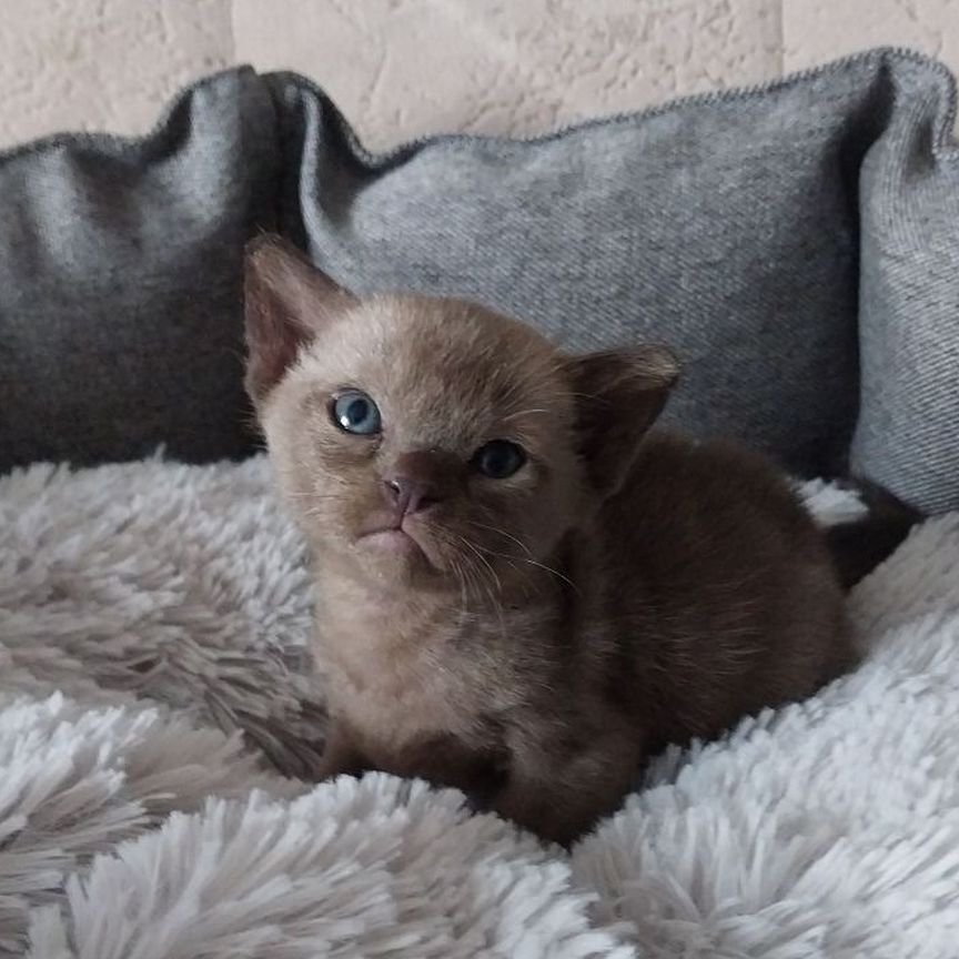 Европейский бурманский котёнок
