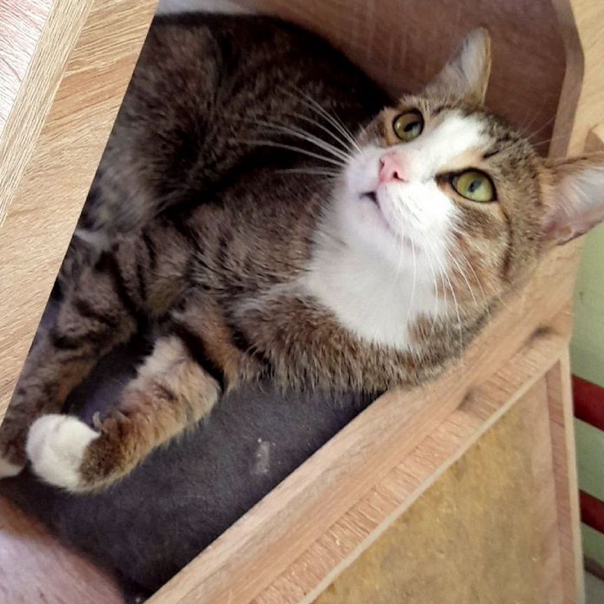 Взрослый кот в добрые руки