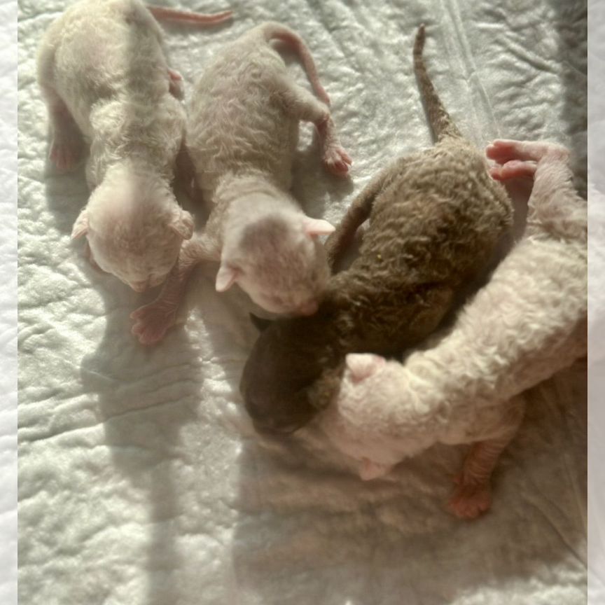 Корниш-рекс котёнок